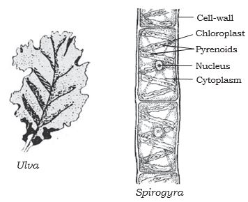 Ulothrix Structure